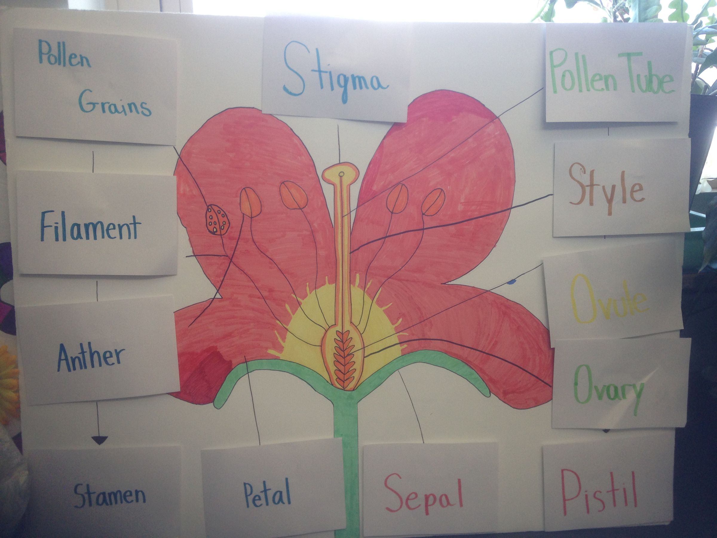 Tear It Up and Tape It - Middle School Flower Dissection Lab : 3 Steps ...