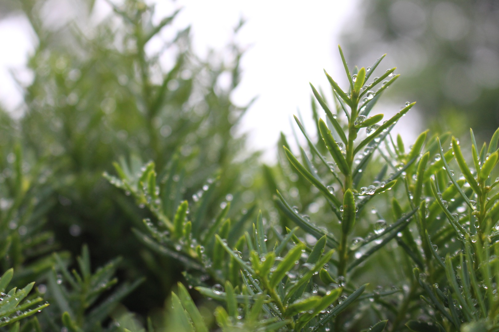 A Complete Beginner's Guide to Raw Files and Raw Processing : 11 Steps ...