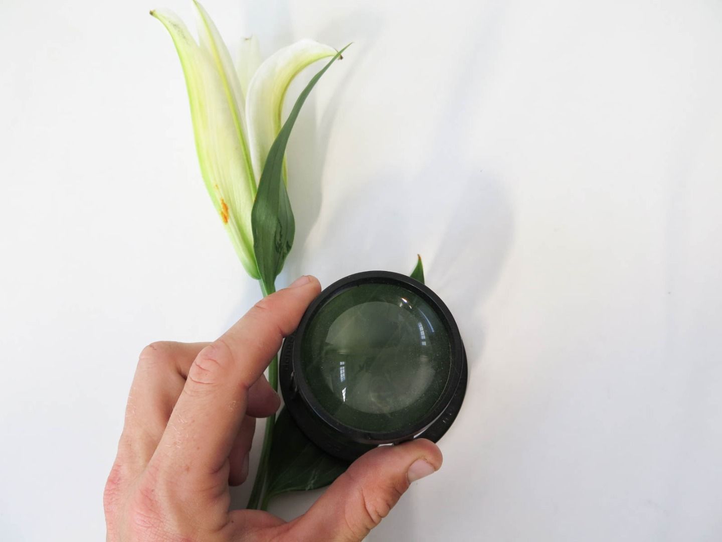 Flower Dissection! : 6 Steps (with Pictures) - Instructables