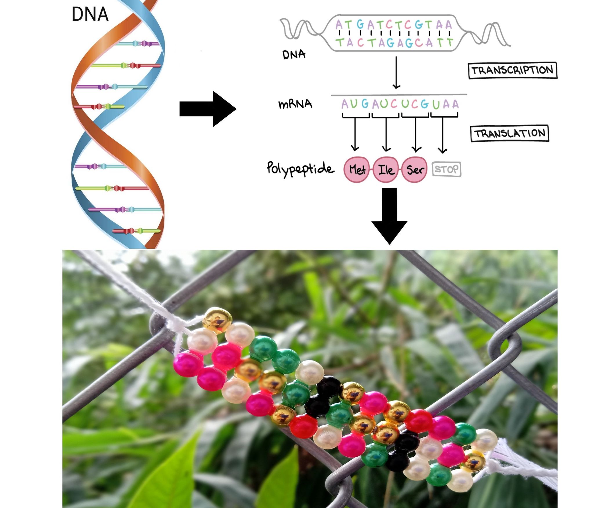 Secret DNA Codon Bracelet : 15 Steps - Instructables