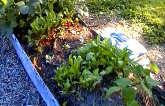sheet mulching howto DIY Project - Step-by-Step DIY Project | FindingDIY
