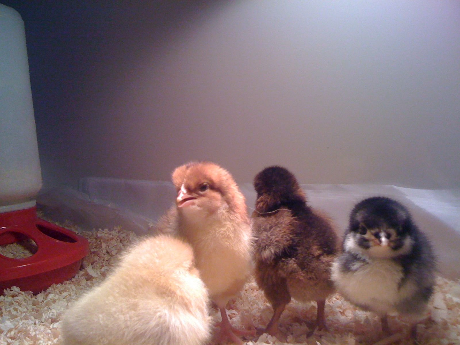 How to Care for Chicks (as Pets) : 6 Steps - Instructables