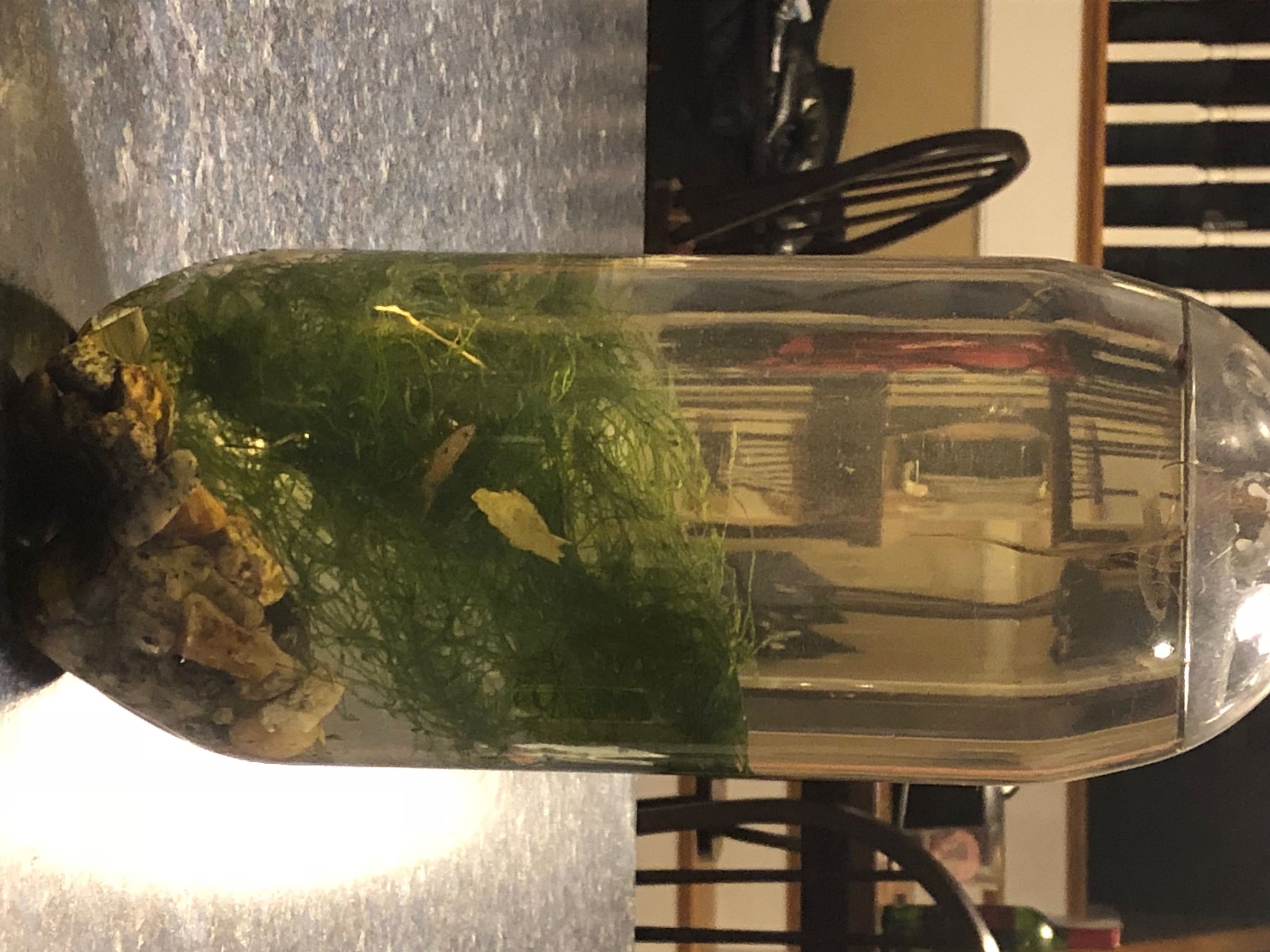 A Closed Ecosystem : 9 Steps - Instructables