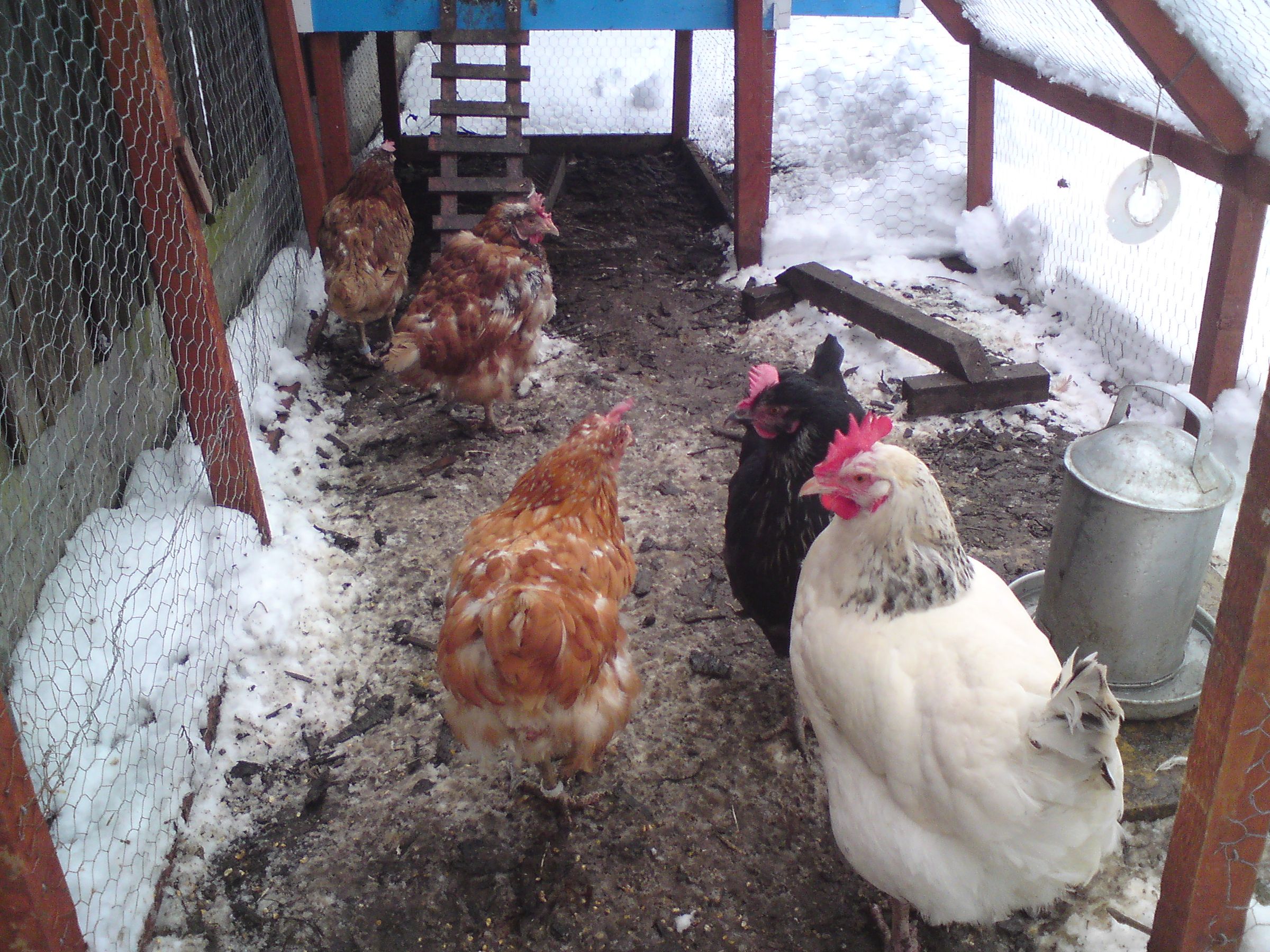 Arduino Chicken Coop Controller : 9 Steps (with Pictures) - Instructables