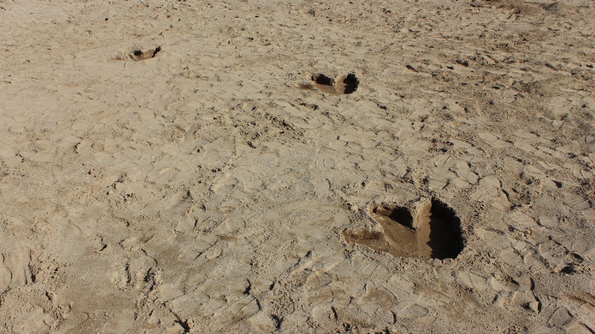 Dinosaur Footprints : 12 Steps (with Pictures) - Instructables