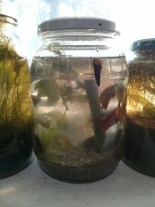 Sealed Ecosystems : 9 Steps (with Pictures) - Instructables