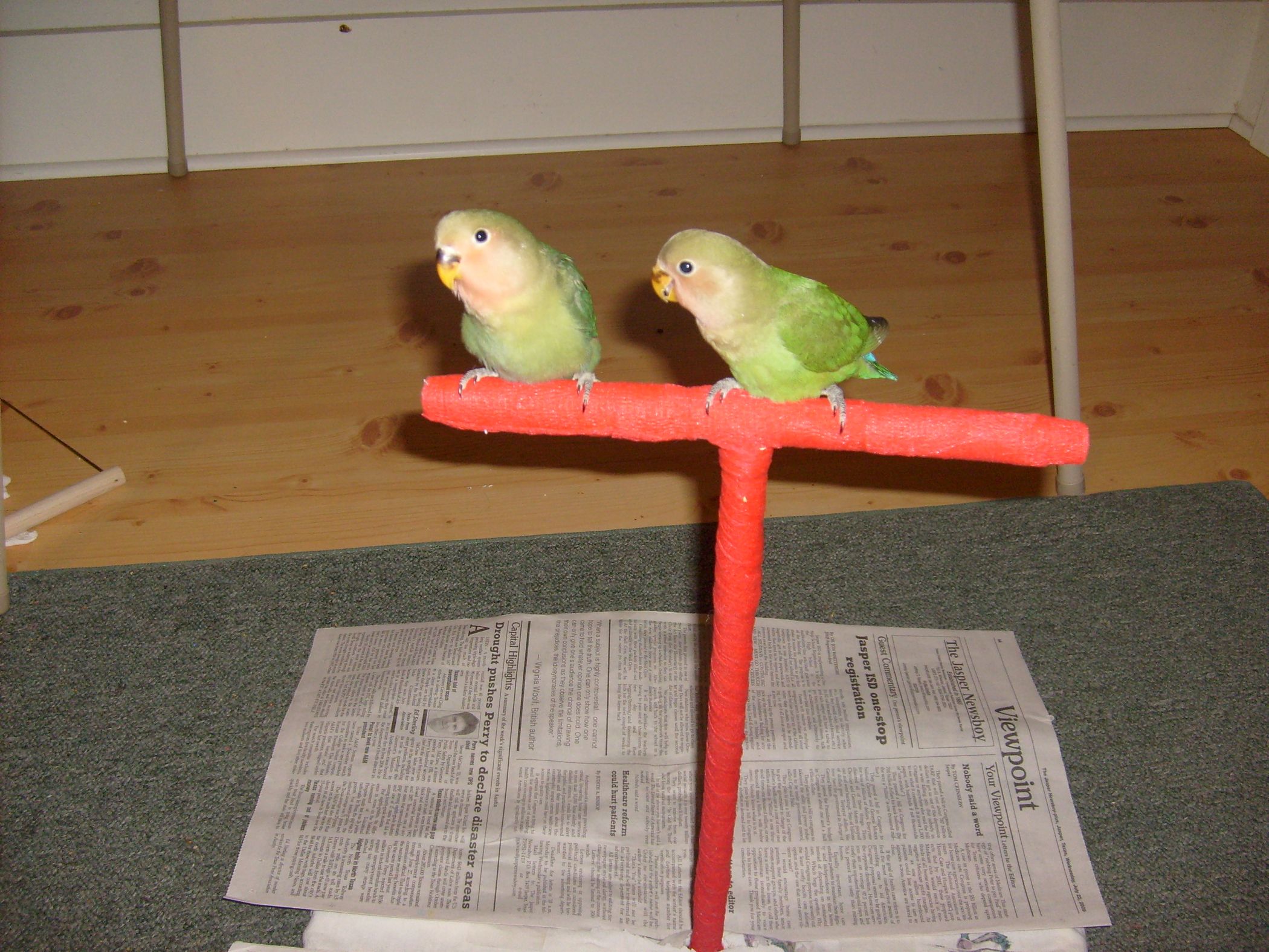 T-Shaped Bird Training Stand : 12 Steps - Instructables