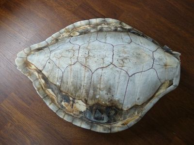 Turtle Shell Mosaic Sconce : 4 Steps (with Pictures) - Instructables