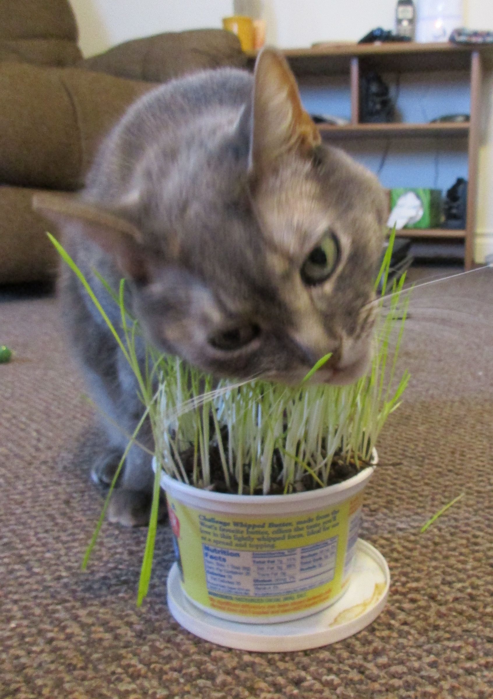 Grow Your Own Cat Grass : 6 Steps (with Pictures) - Instructables
