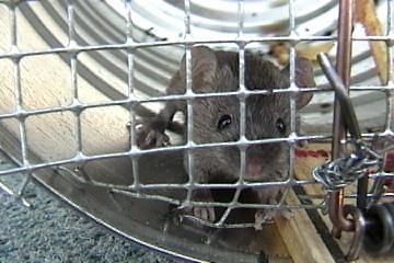 Live Catch Trap : 8 Steps - Instructables