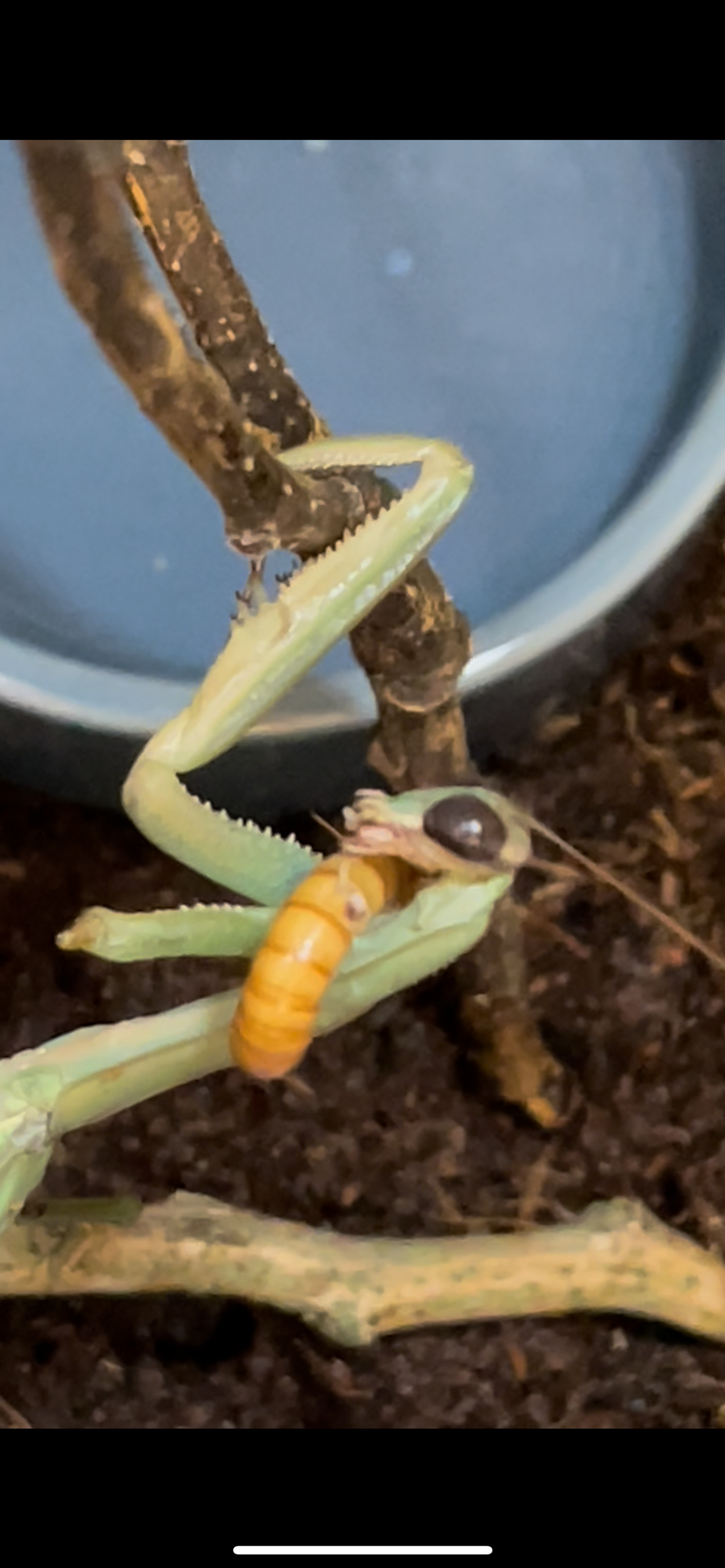 Raising Praying Mantises : 5 Steps (with Pictures) - Instructables
