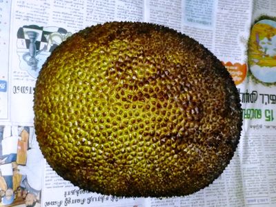 Tasty and Crispy Jackfruit Chips : 8 Steps (with Pictures) - Instructables