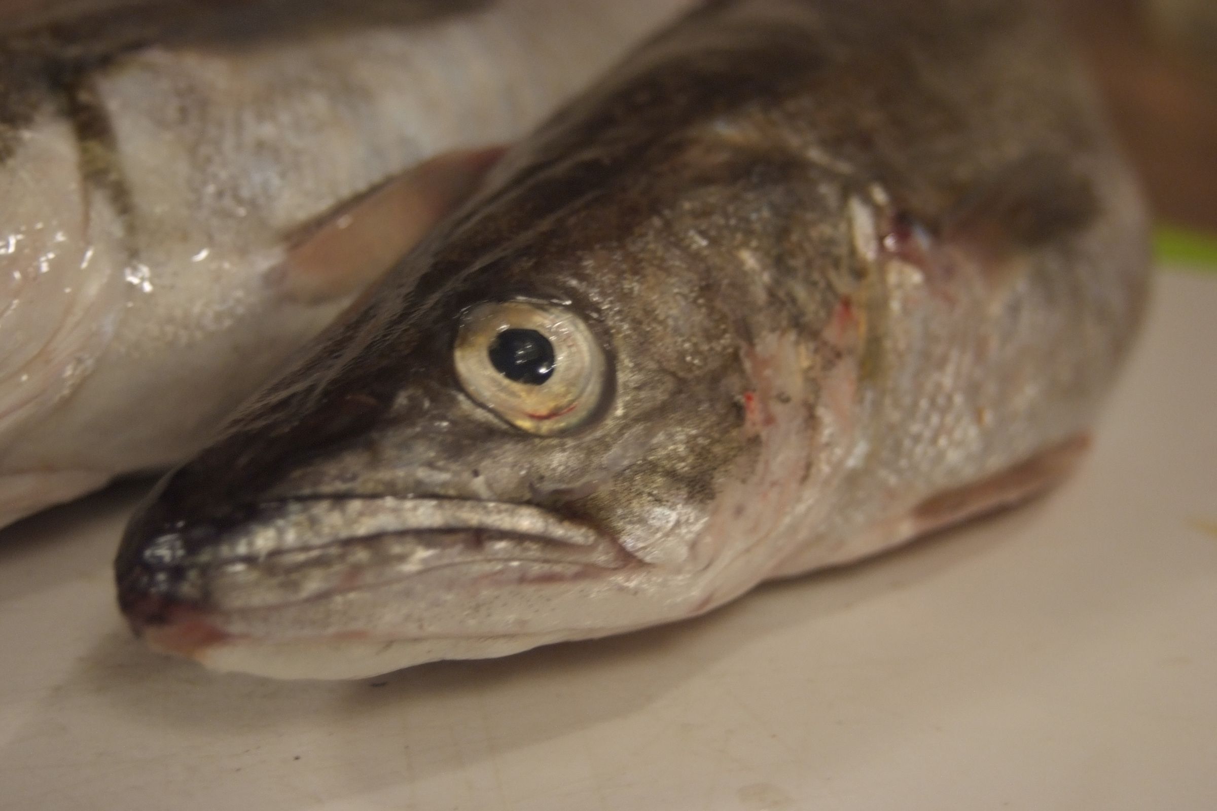 how to clean a fish DIY Project to Discover - FindingDIY