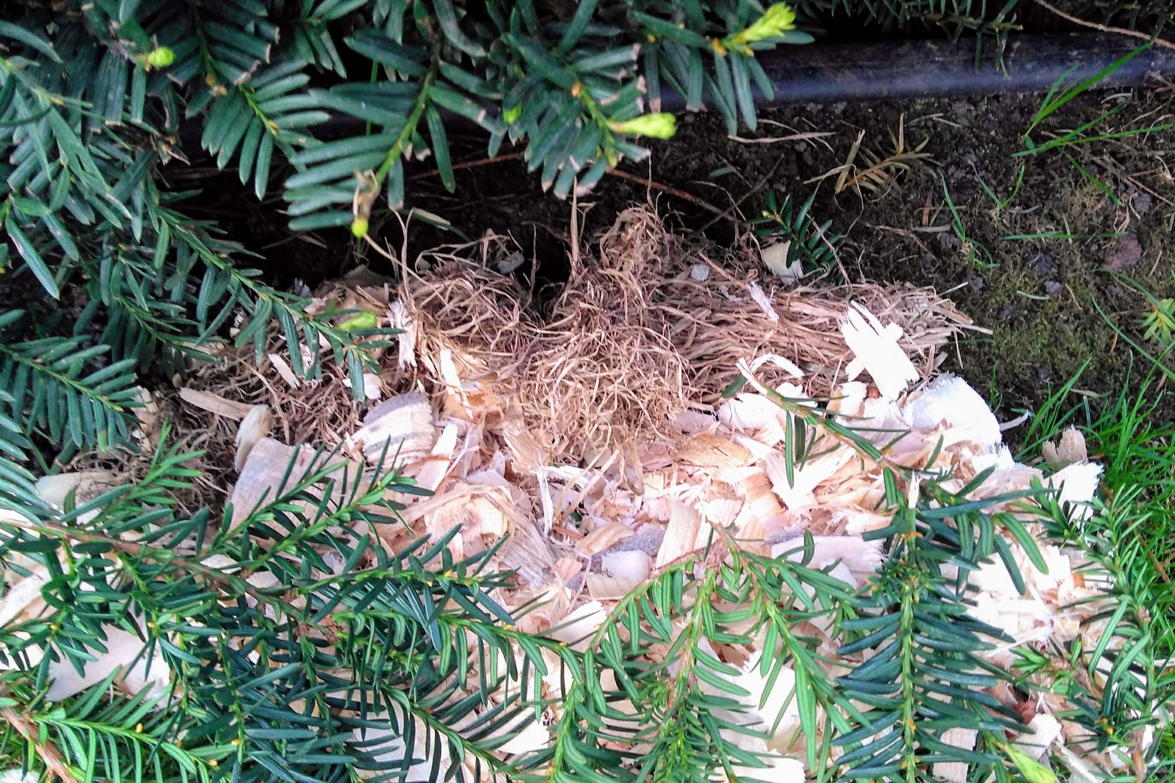 How to Rescue a Baby Rabbit : 4 Steps (with Pictures) - Instructables