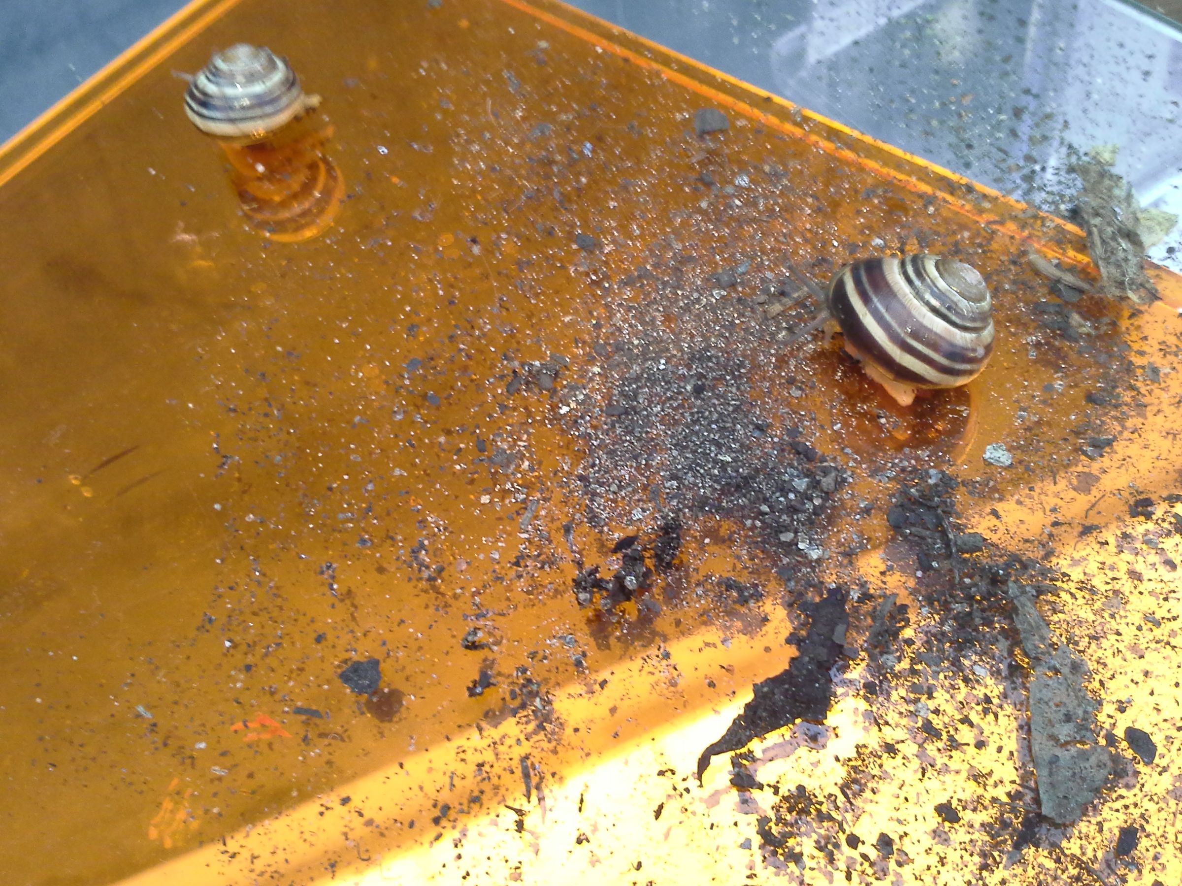 Snail Art: Making Art With Snails : 8 Steps (with Pictures) - Instructables