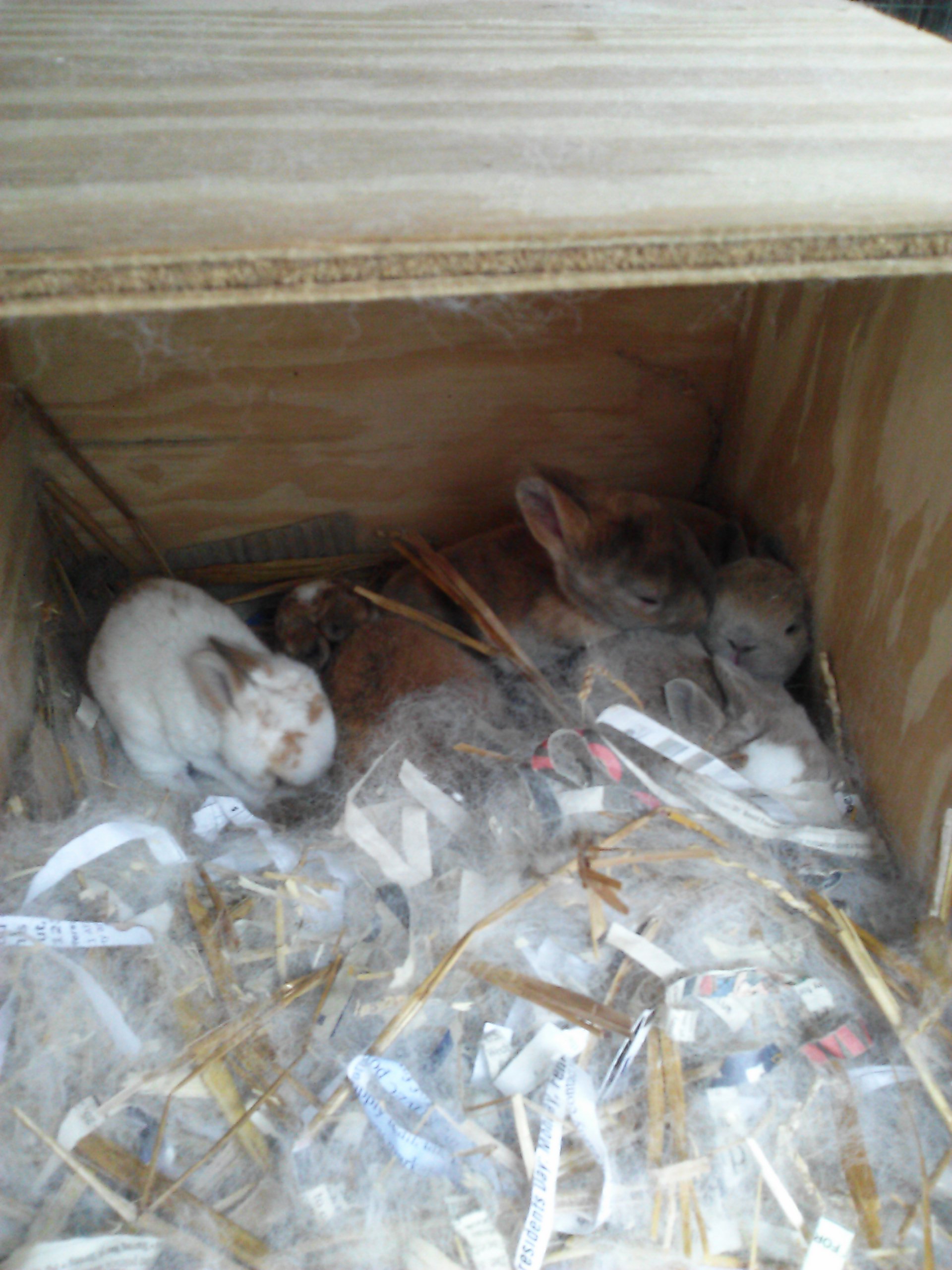 Small Rabbit Farming : 7 Steps (with Pictures) - Instructables