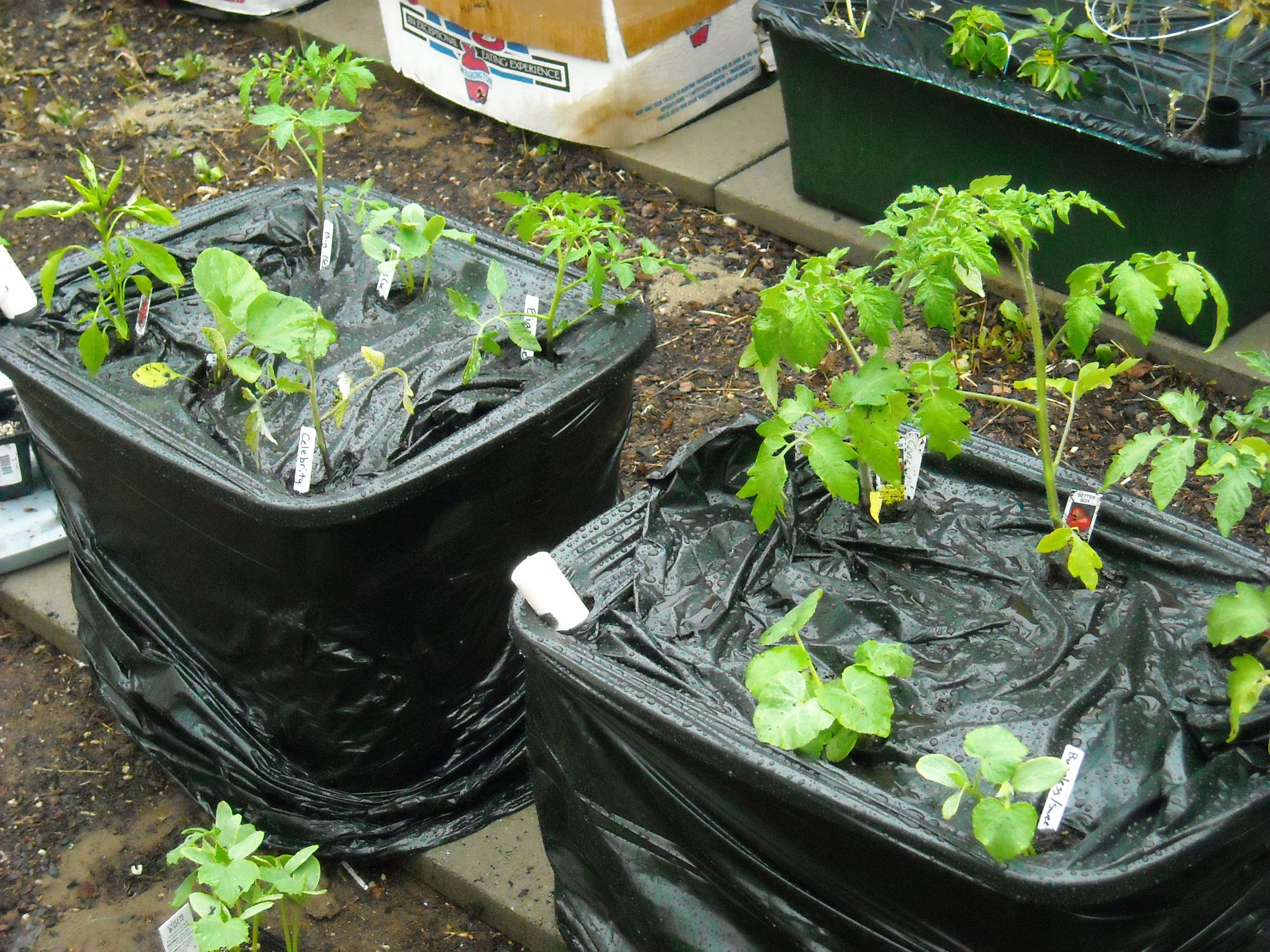 TerraHydro Boxes, the Ultimate Self-Watering Vegetable Container System ...