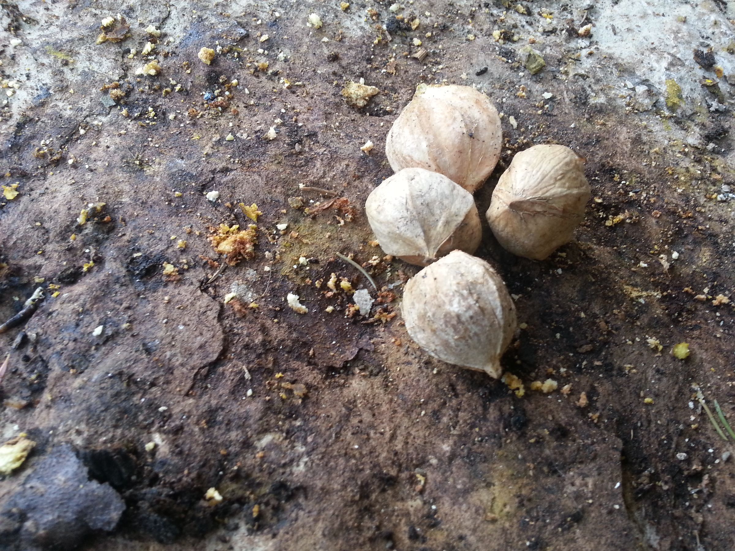 Processing Common Tree Foods: Acorns, Black Walnuts, Hickory Nuts ...