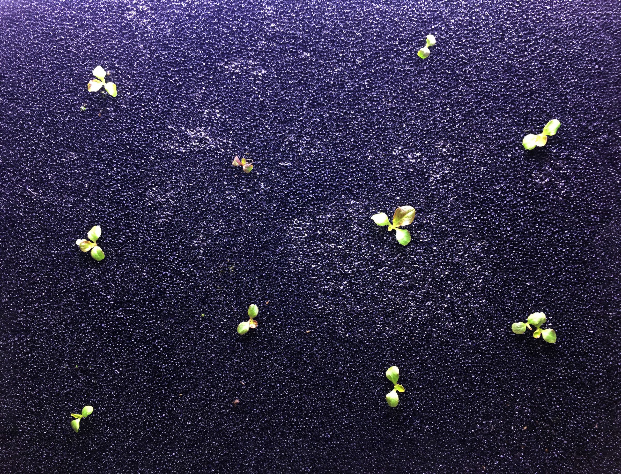 Harvest Drawers - NASA Growing Beyond Earth Contest Entry : 5 Steps ...