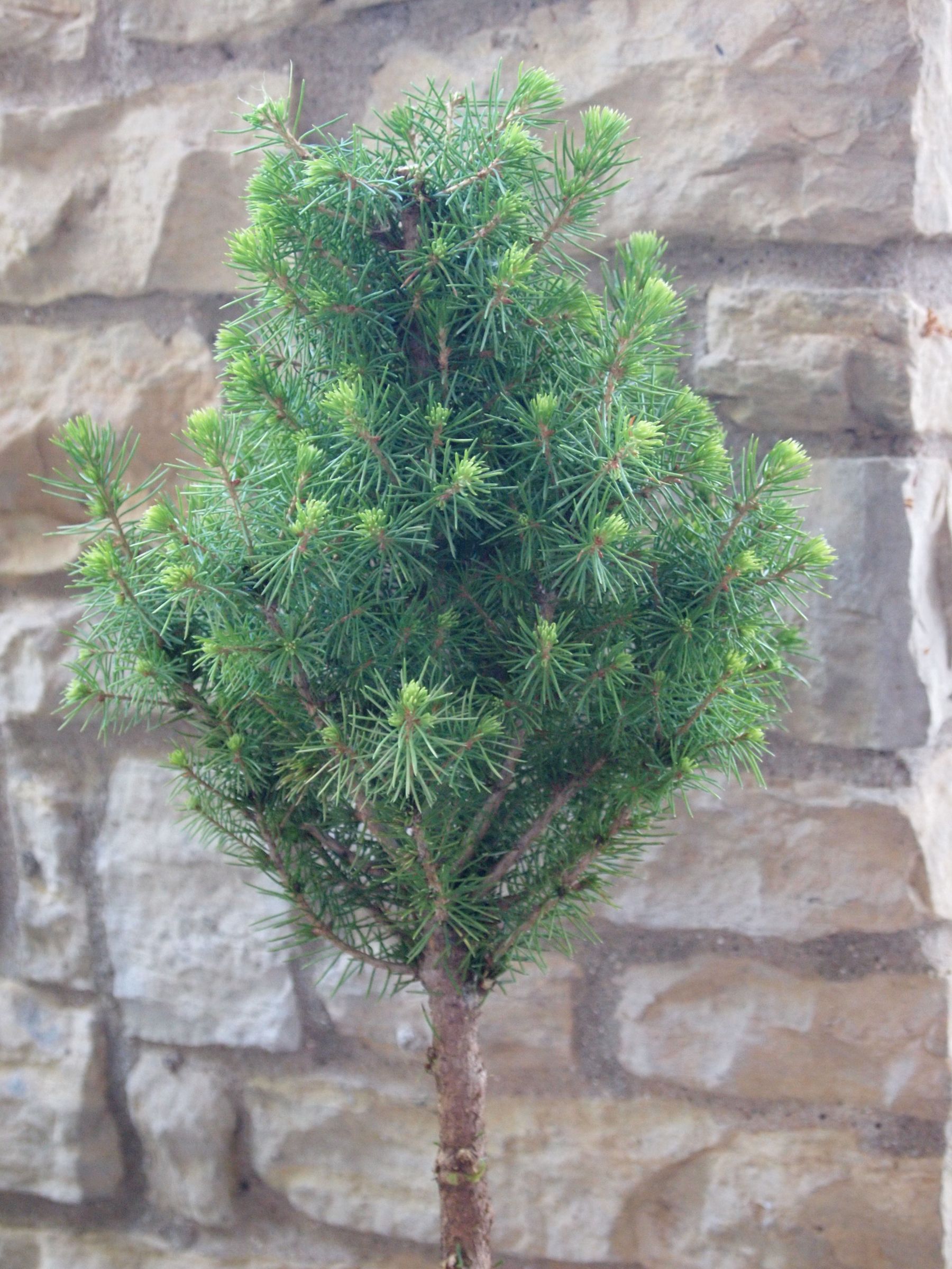 Container Topiary : 4 Steps - Instructables