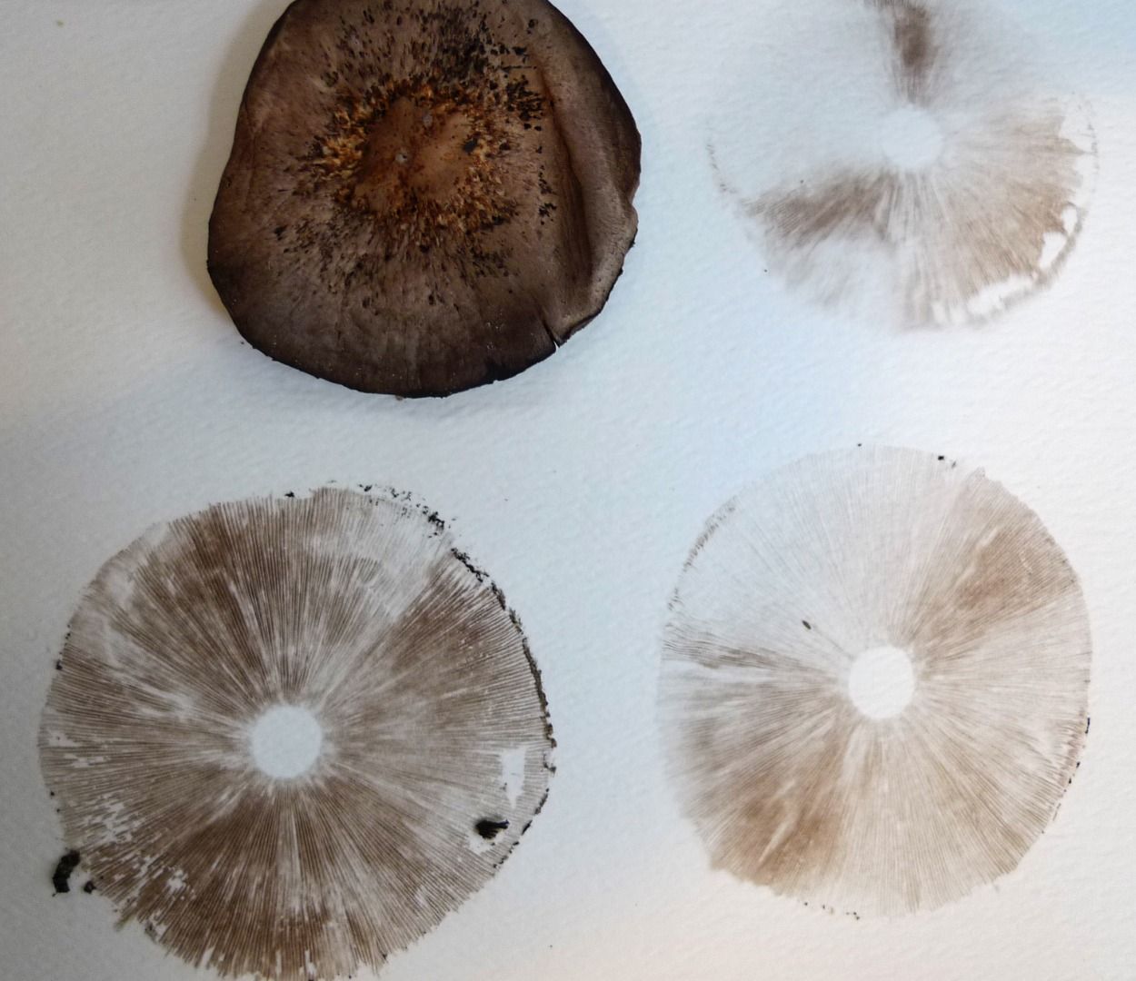 Mushroom Spore Prints : 5 Steps (with Pictures) - Instructables