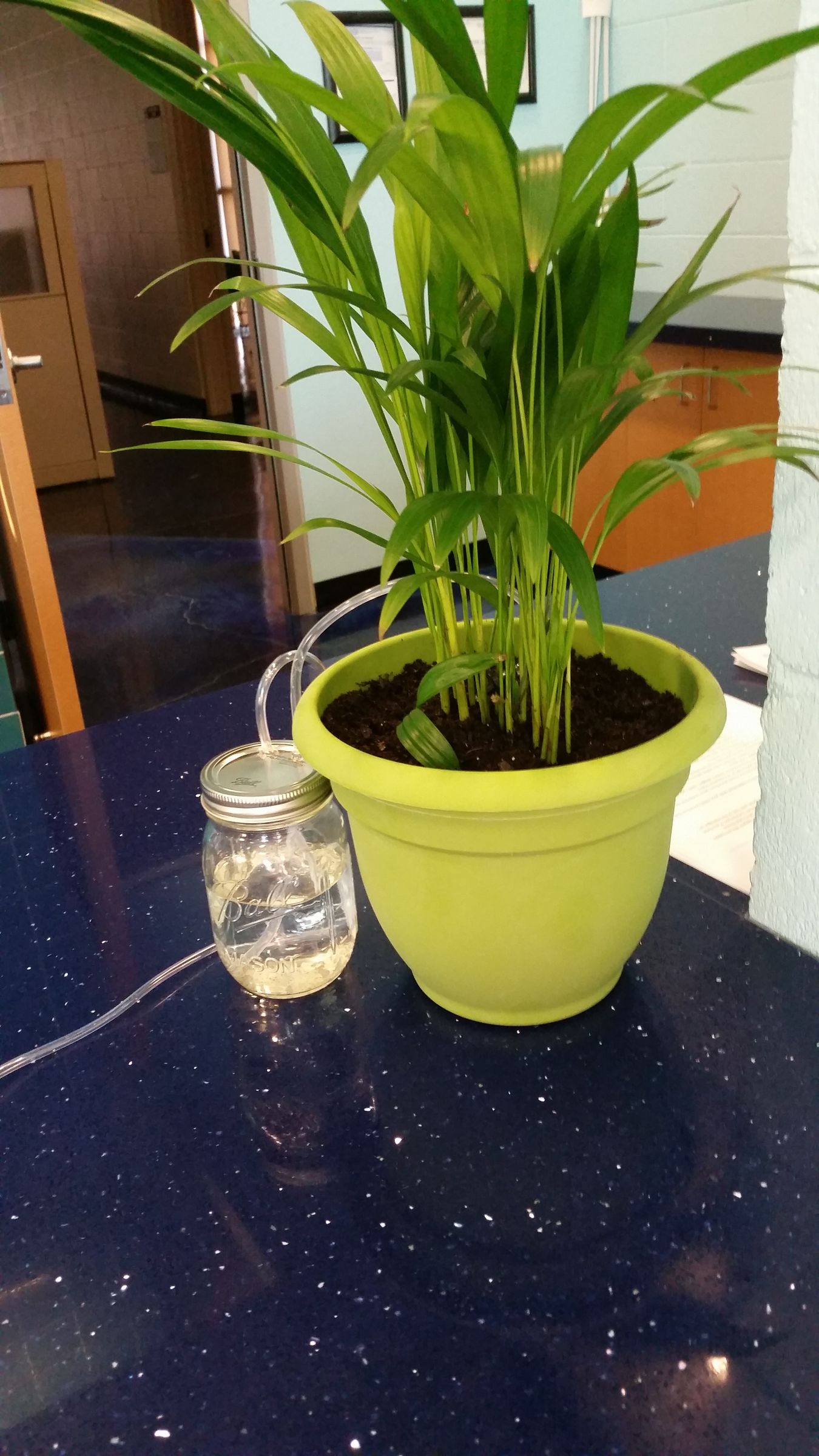 Indoor Automatic Plant Watering System : 7 Steps (with Pictures ...