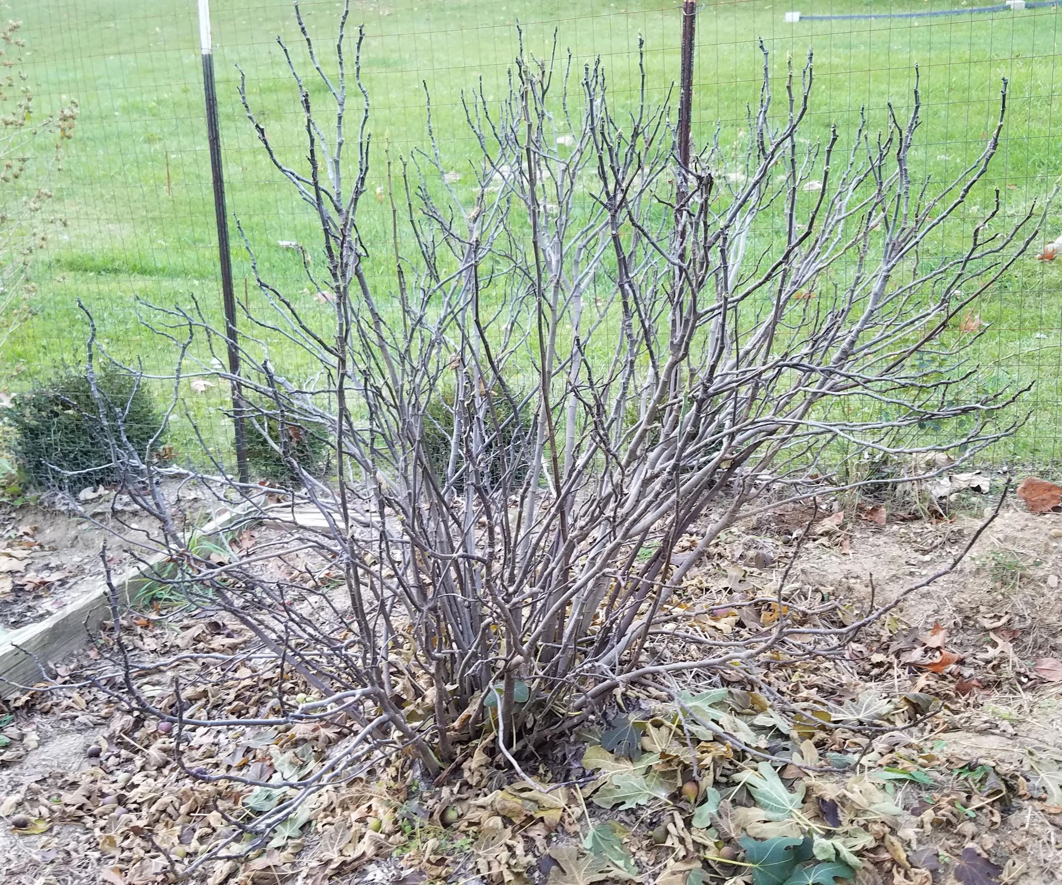 Bury a Fig Tree : 11 Steps (with Pictures) - Instructables