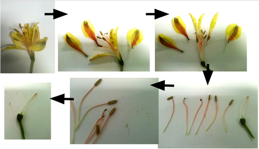 Tear It Up and Tape It - Middle School Flower Dissection Lab : 3 Steps ...