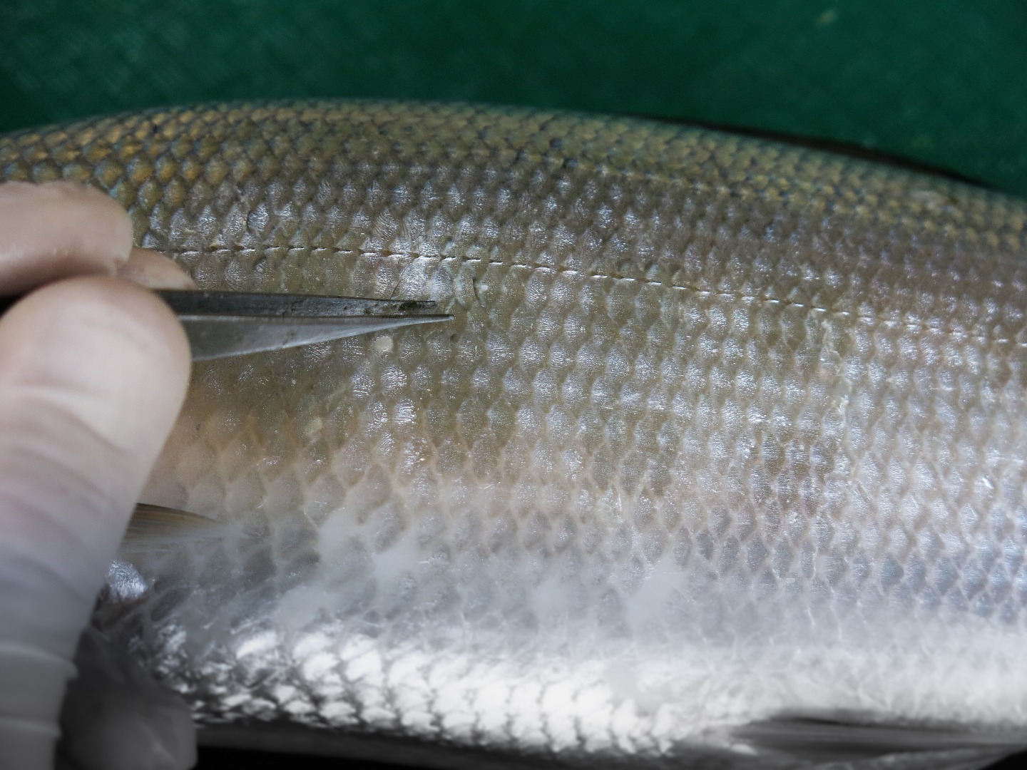 Fish Dissection! : 11 Steps (with Pictures) - Instructables