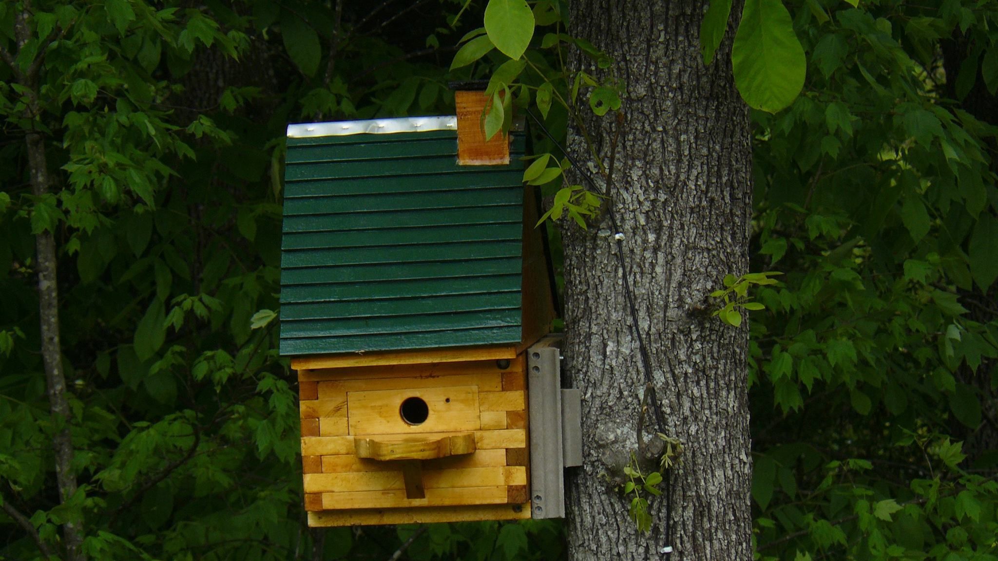 Flying Squirrel House W/Spy Cam : 4 Steps (with Pictures) - Instructables