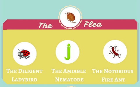 How to Use Natural Predators Against Fleas, Flies and Cockroaches : 4 ...