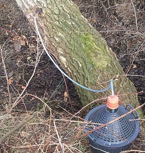 Birch Sap Wine : 3 Steps (with Pictures) - Instructables