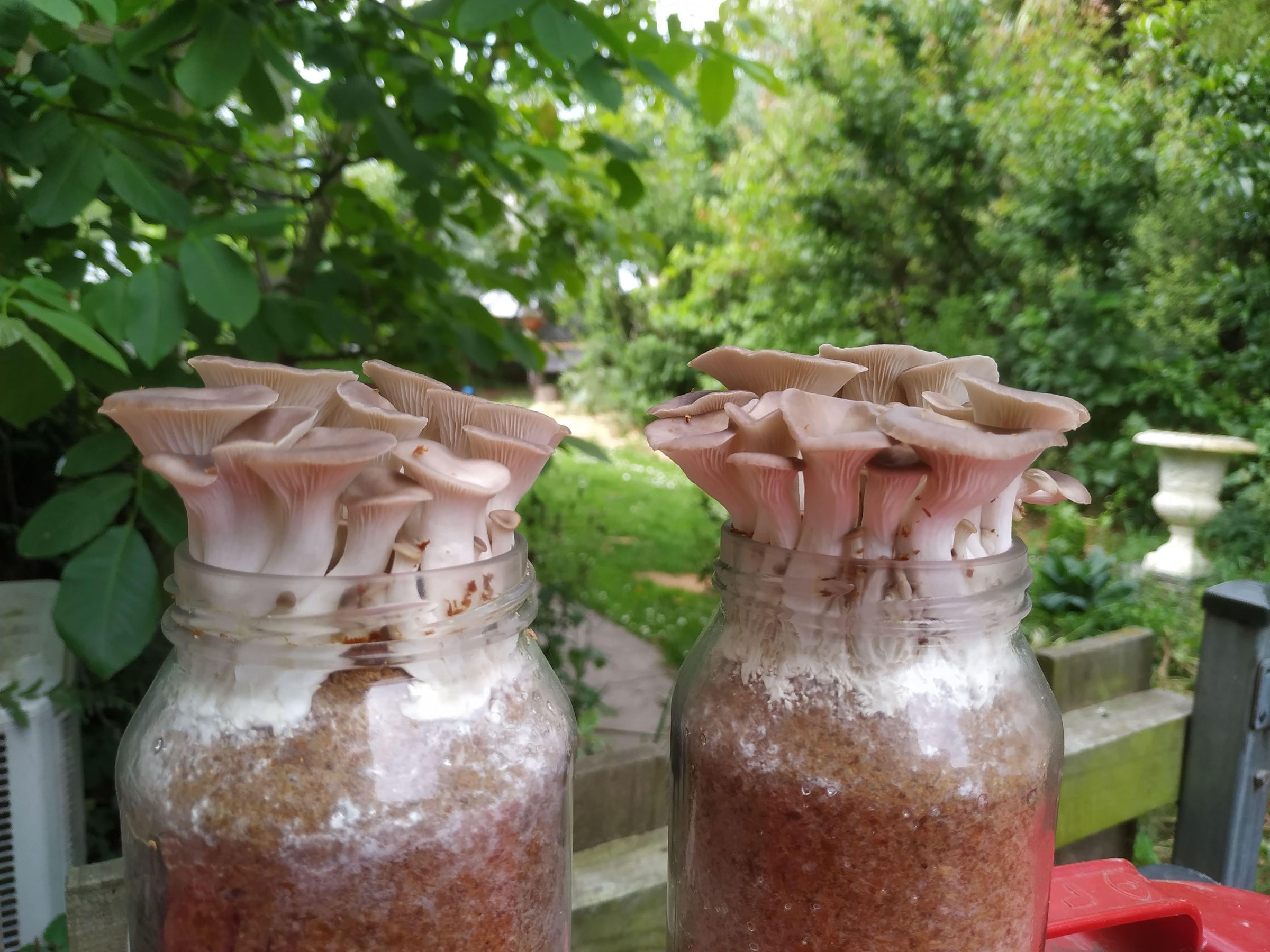 Mushroom Fruiting Chamber Controller : 5 Steps (with Pictures ...