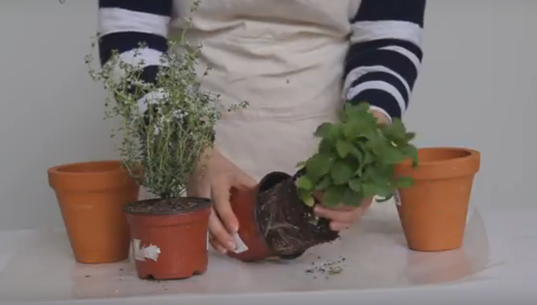 3 Ways to Wrap Potted Plants : 3 Steps (with Pictures) - Instructables