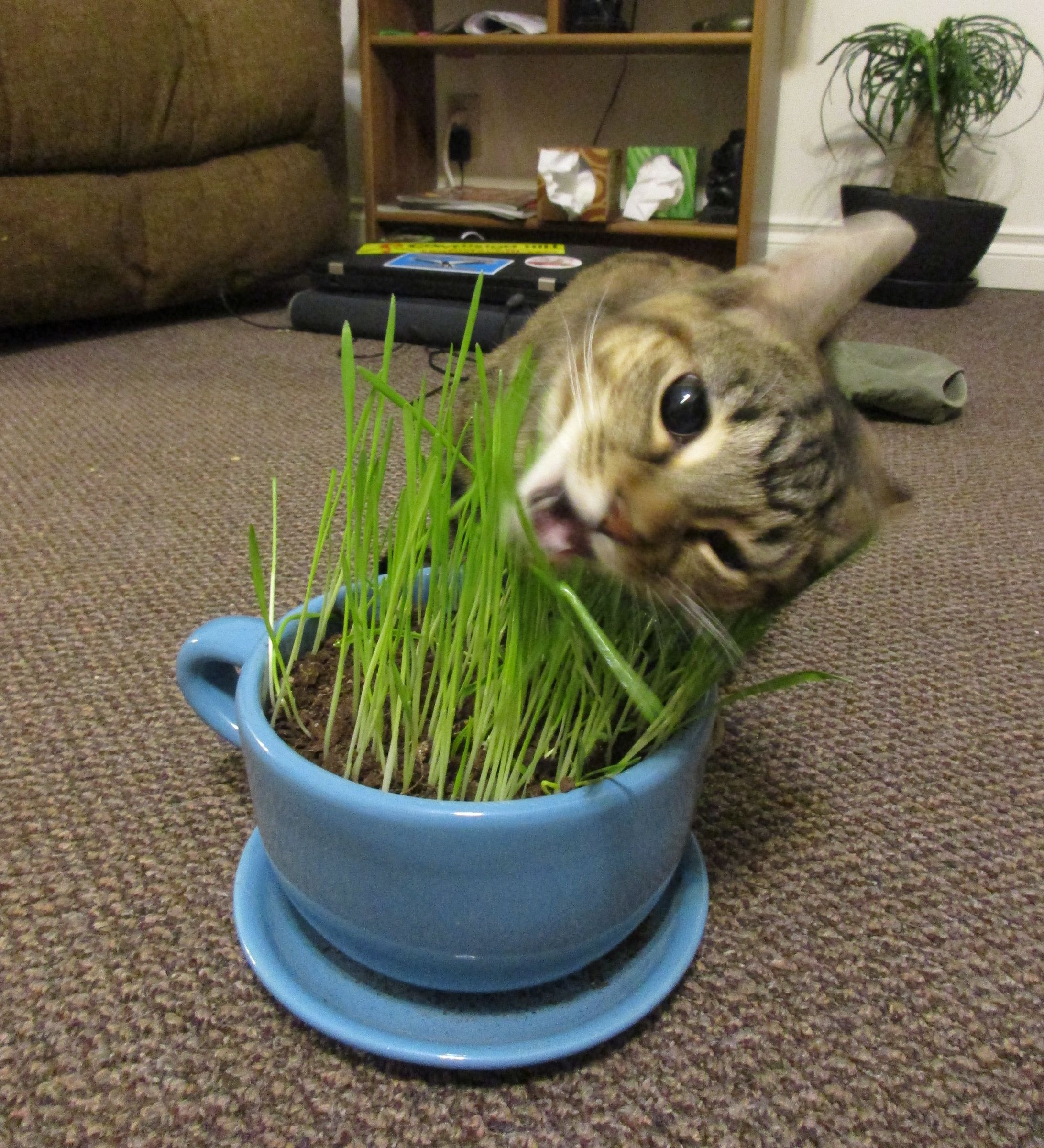Grow Your Own Cat Grass : 6 Steps (with Pictures) - Instructables