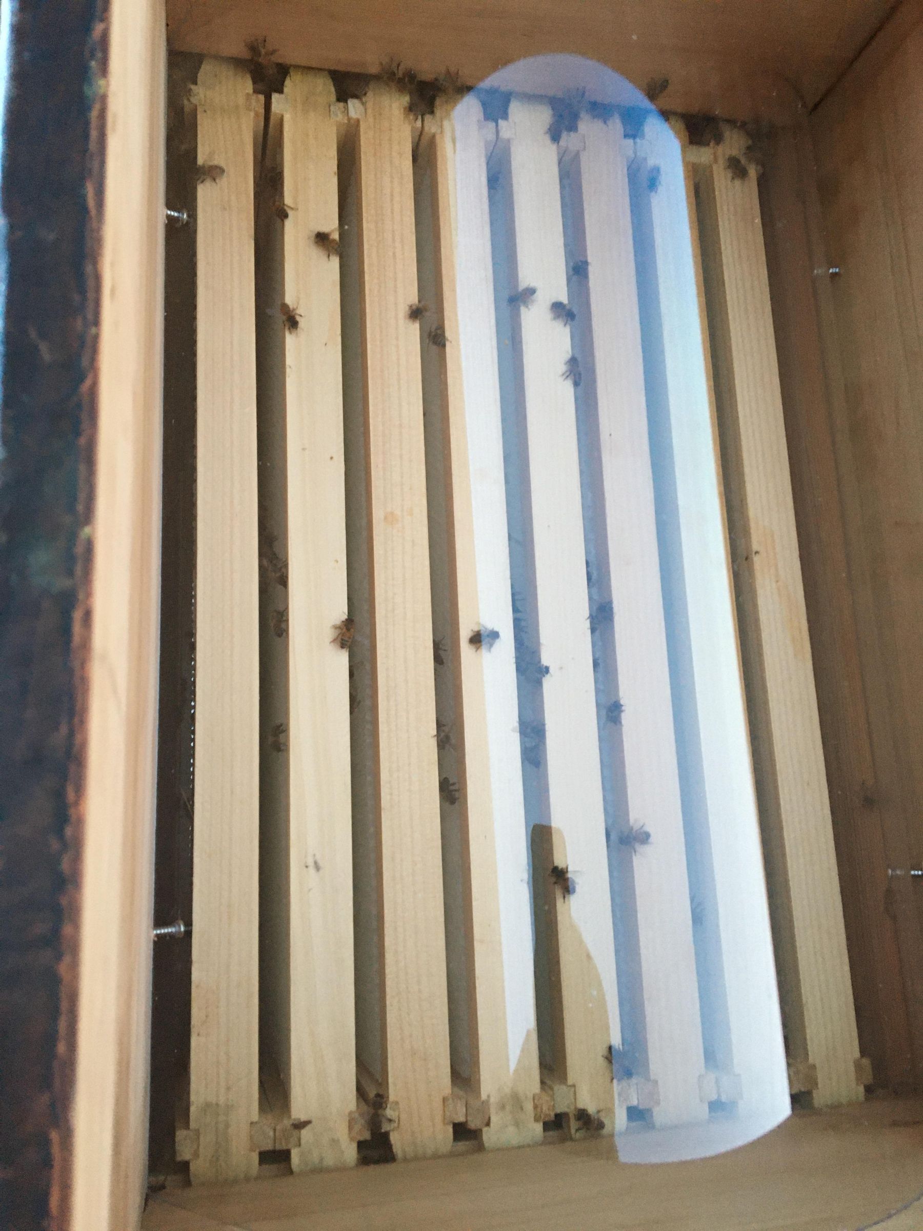 DIY HONEY BEE HIVE OBSERVATION DOME WITH IN HIVE FEEDER : 5 Steps (with ...