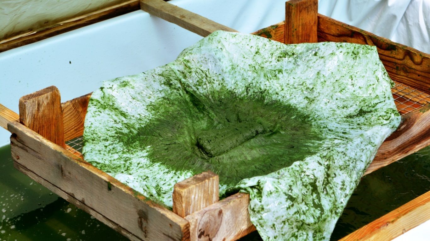 Homemade Low-tech Organic Spirulina Culture : 19 Steps - Instructables