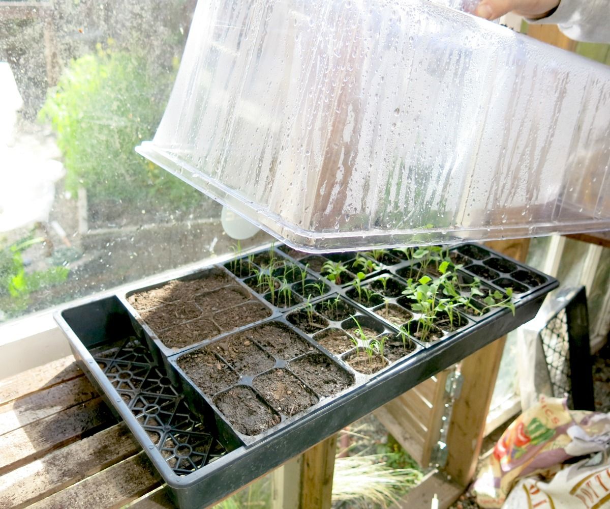 Grow Seedlings : 7 Steps (with Pictures) - Instructables