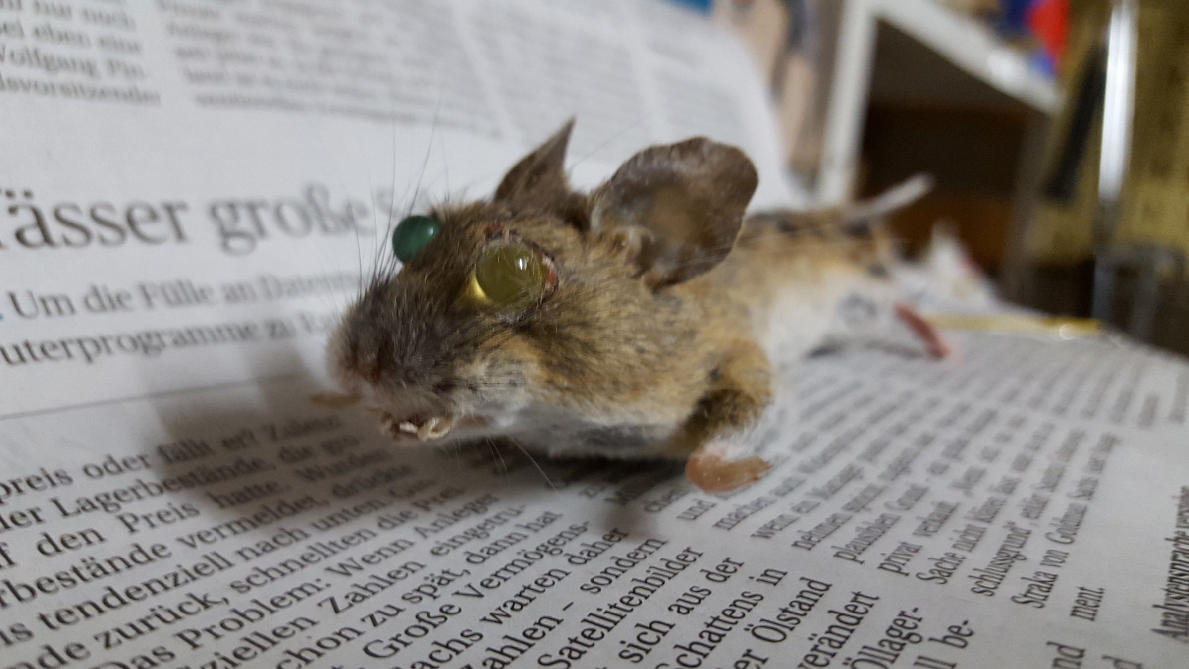 Mouse Taxidermy : 27 Steps (with Pictures) - Instructables