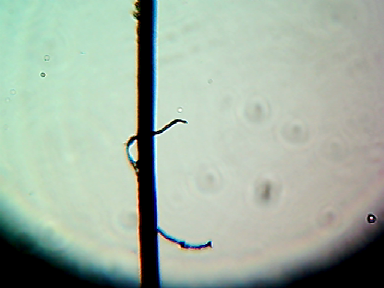 DIY Microscope : 21 Steps - Instructables