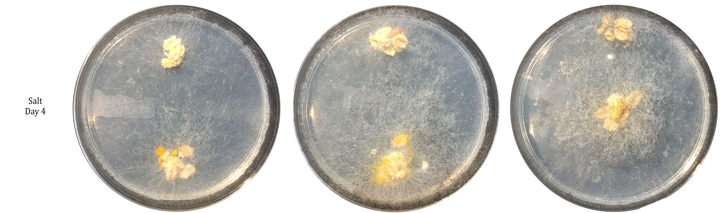 How to Grow SLIME MOLD : 9 Steps (with Pictures) - Instructables