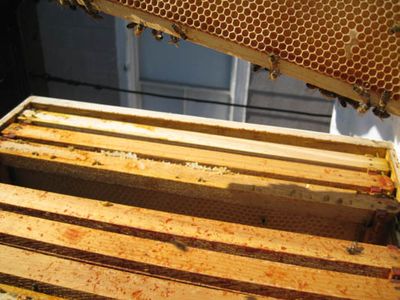 Honey Harvest and Extraction : 16 Steps (with Pictures) - Instructables