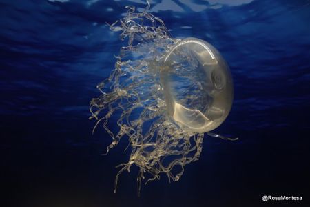 A Jellyfish Made Out of a Recycled Plastic Keg : 8 Steps (with Pictures ...