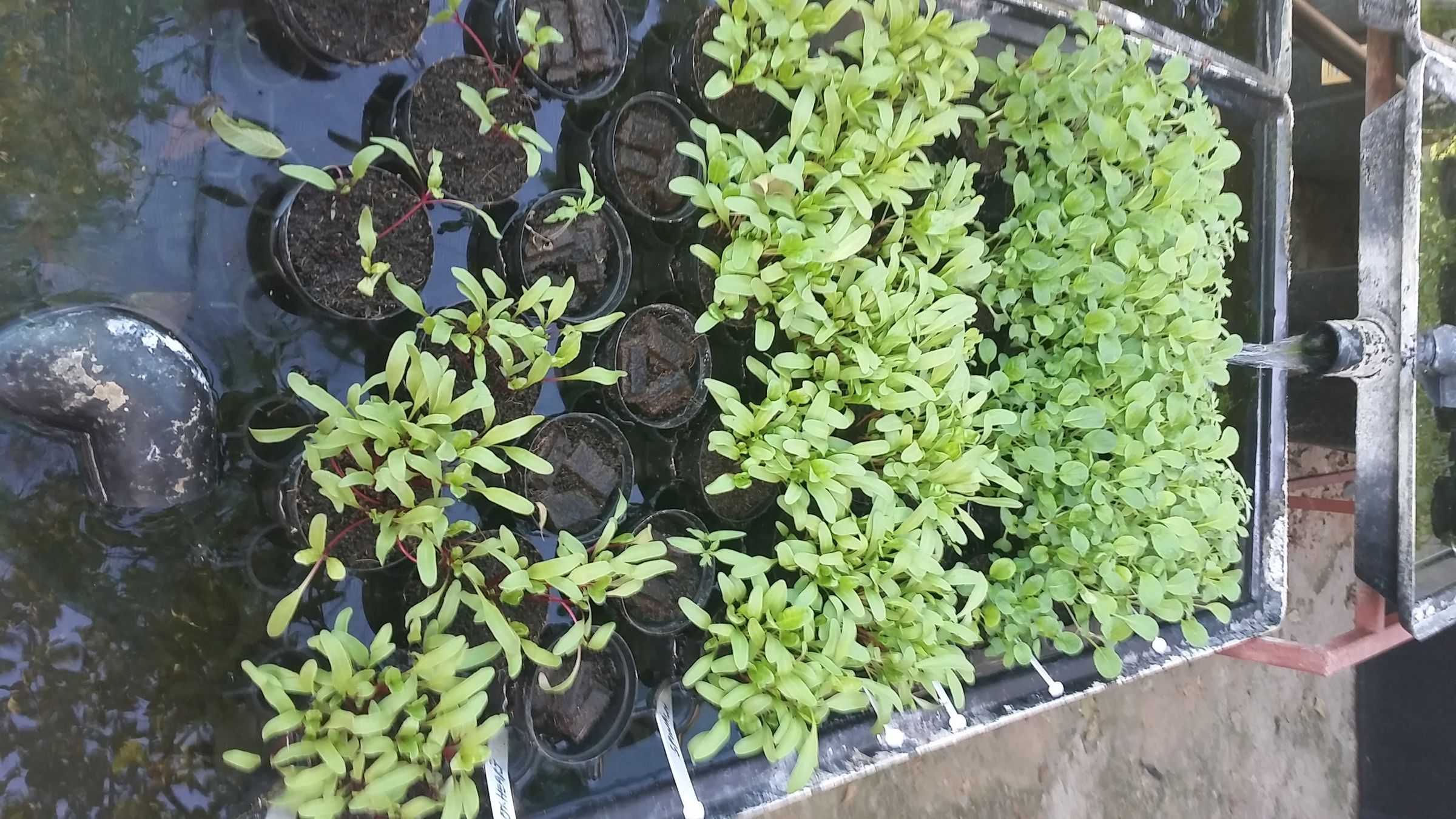 Hydroponic Seed Starting Tutorial : 8 Steps - Instructables