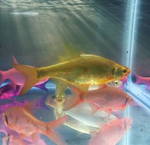 Dye Live Bait Fish - Instructables
