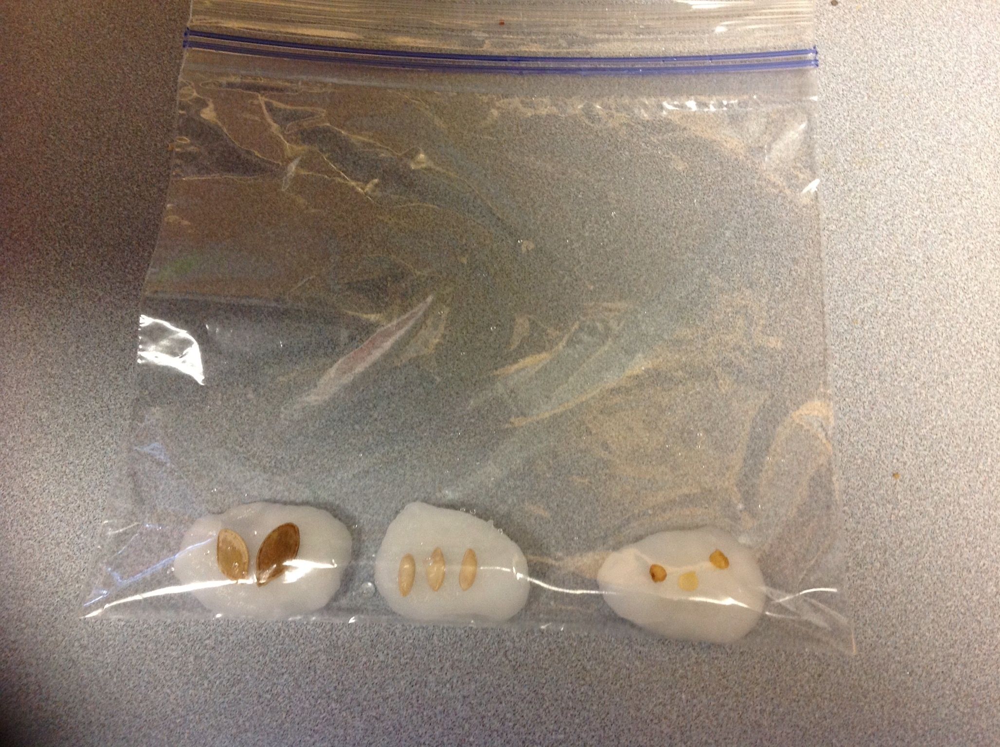 Sprouting Indoors : 5 Steps (with Pictures) - Instructables