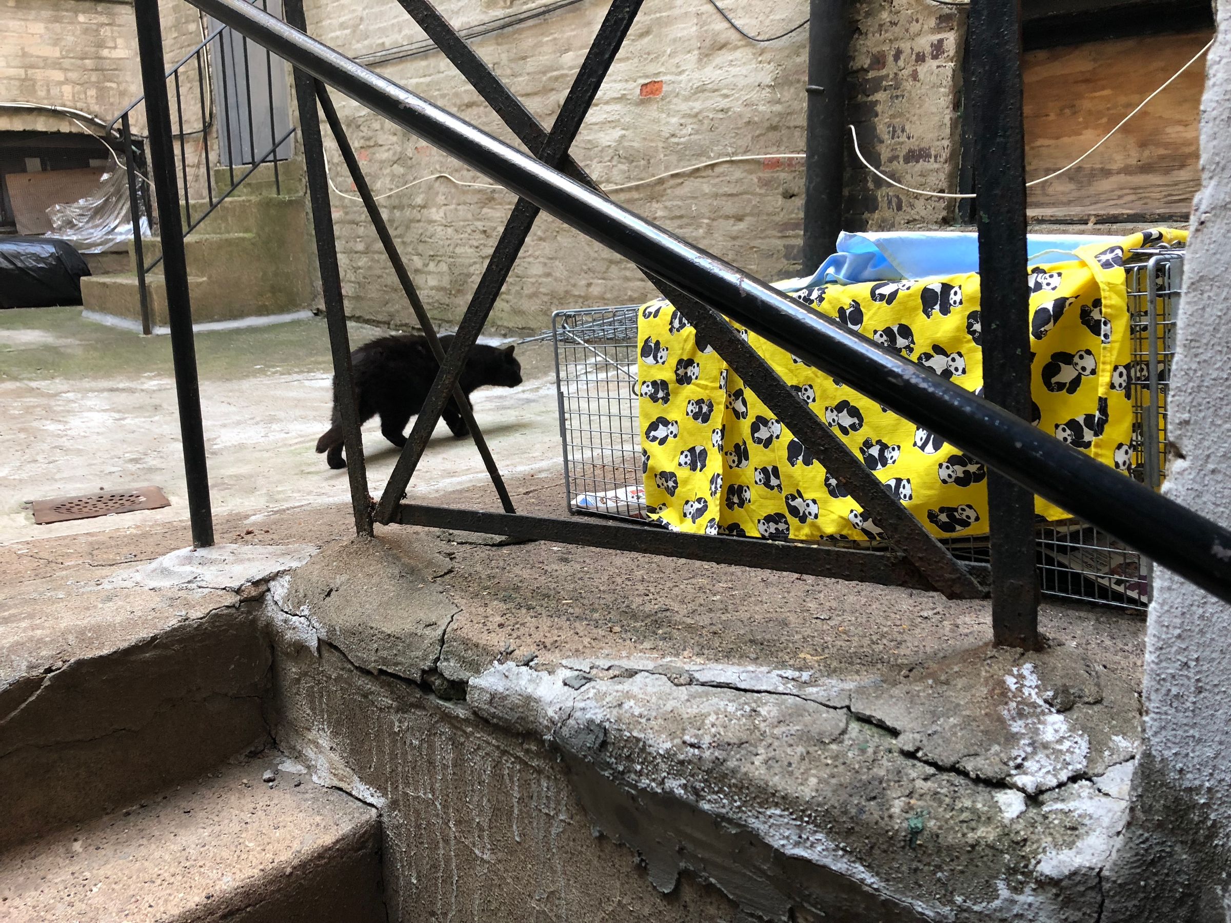 Cat Trap Cover (Tomahawk Neighborhood Cat Trap 36”) : 11 Steps ...