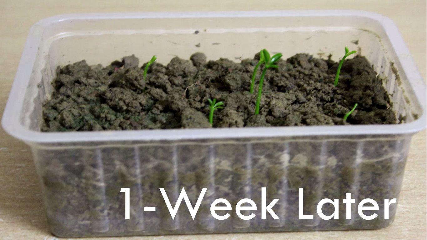 How to Grow Orange Tree From Seeds. Bottle Germination Method. Work ...