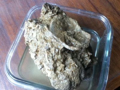 Cleaning Marine Fossils With Vinegar - Instructables