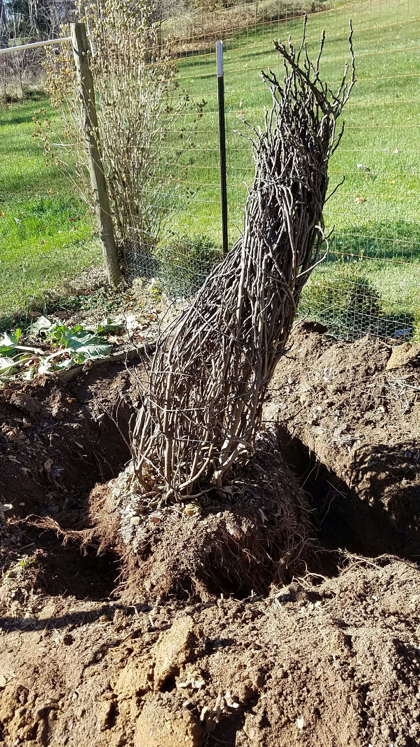 Bury a Fig Tree : 11 Steps (with Pictures) - Instructables